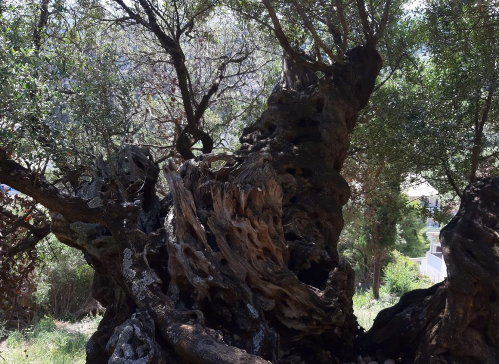 Take a Walk on the Wild Olive Forests of Lefkada - LEFKASEABNB Beach ...